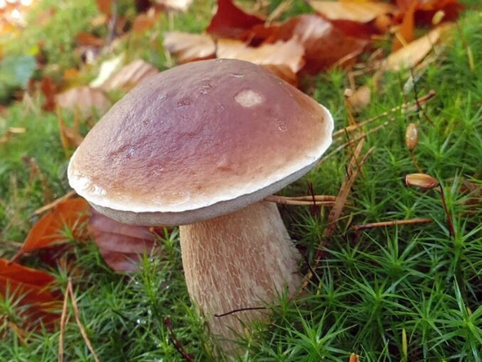 Do King Boletes Turn Blue? - MushroomStalkers