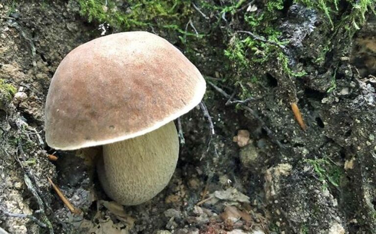 How Do You Tell If A Mushroom Is Poisonous Or Edible? - MushroomStalkers