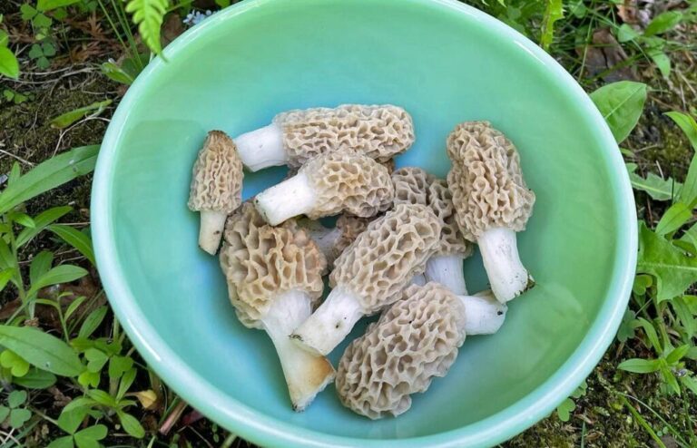 How To Get Rid Of Worms In Morels? - MushroomStalkers