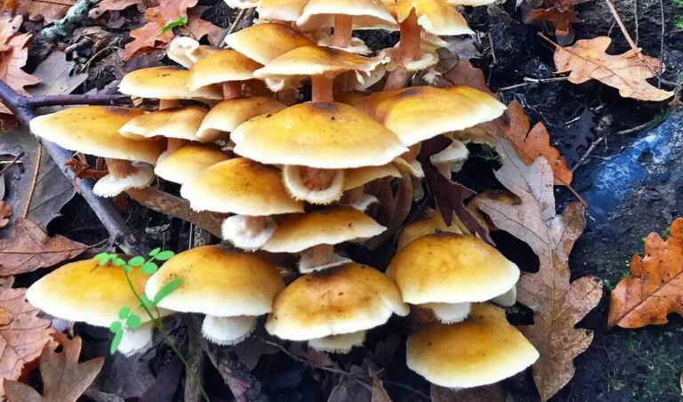 Is The Honey Fungus Edible? - MushroomStalkers