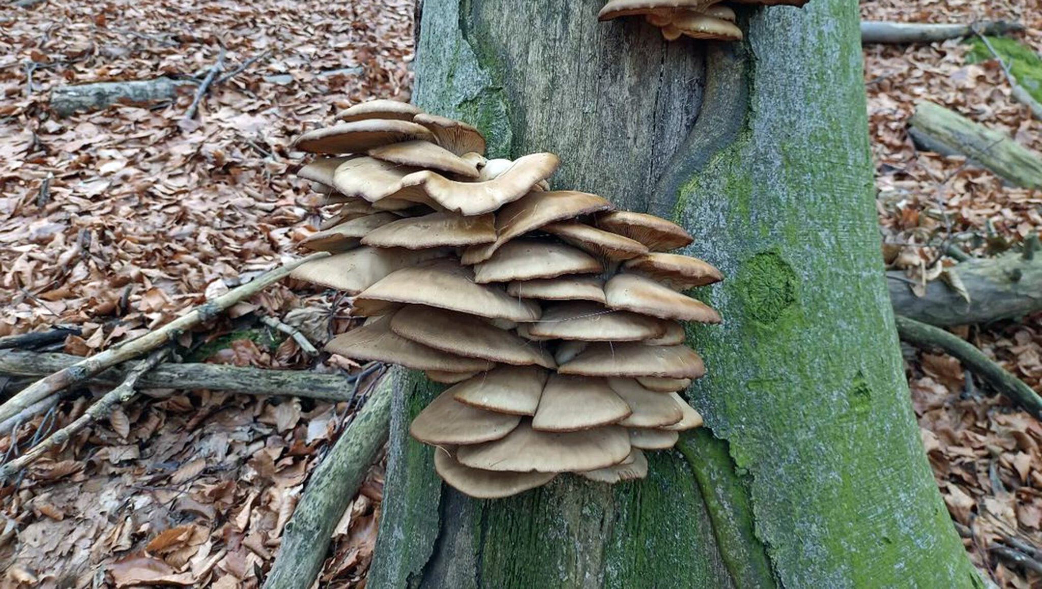 Fall Mushrooms (September, October, November) - MushroomStalkers