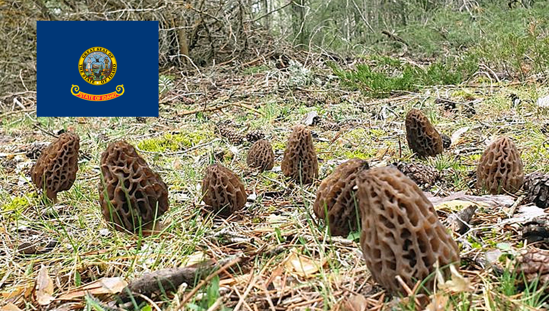 Morel Hunting In Idaho - MushroomStalkers
