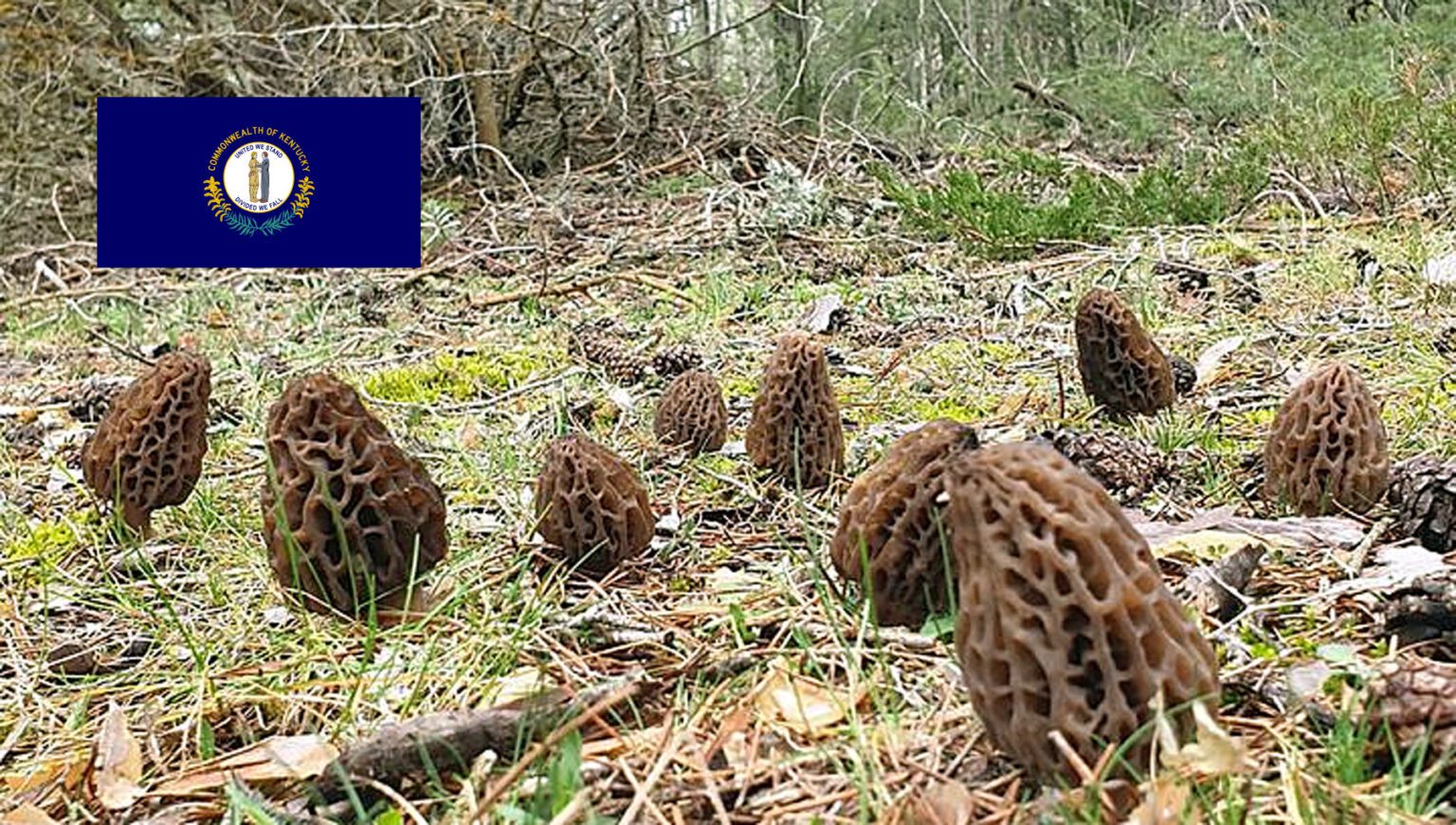 Morel Hunting In Kentucky - MushroomStalkers