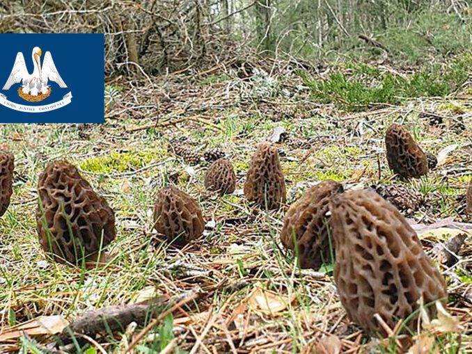 Morel Hunting In Kentucky - MushroomStalkers