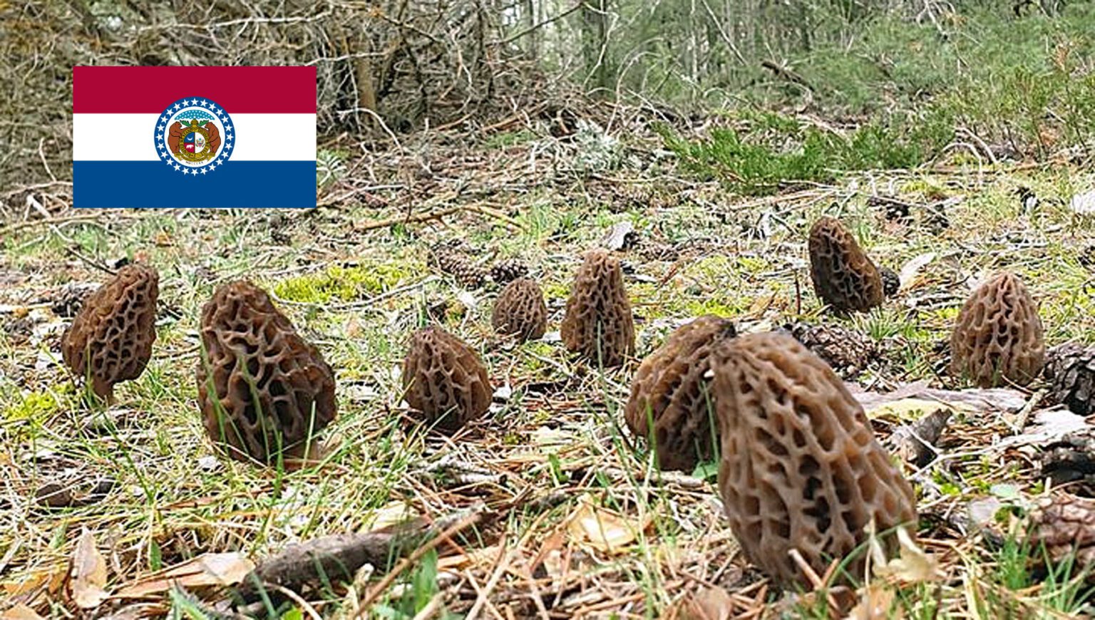 Morel Hunting In Missouri - MushroomStalkers