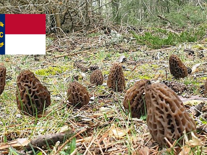 Morel Hunting In New York - MushroomStalkers