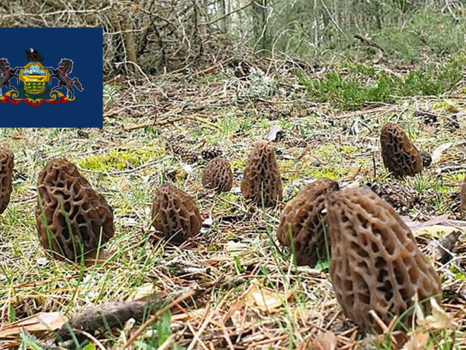Morel Hunting In Oregon - MushroomStalkers