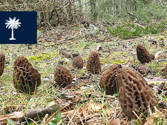 Morel Hunting In South Dakota - MushroomStalkers