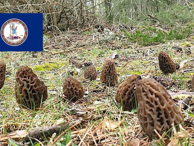 Morel Hunting In Washington - MushroomStalkers