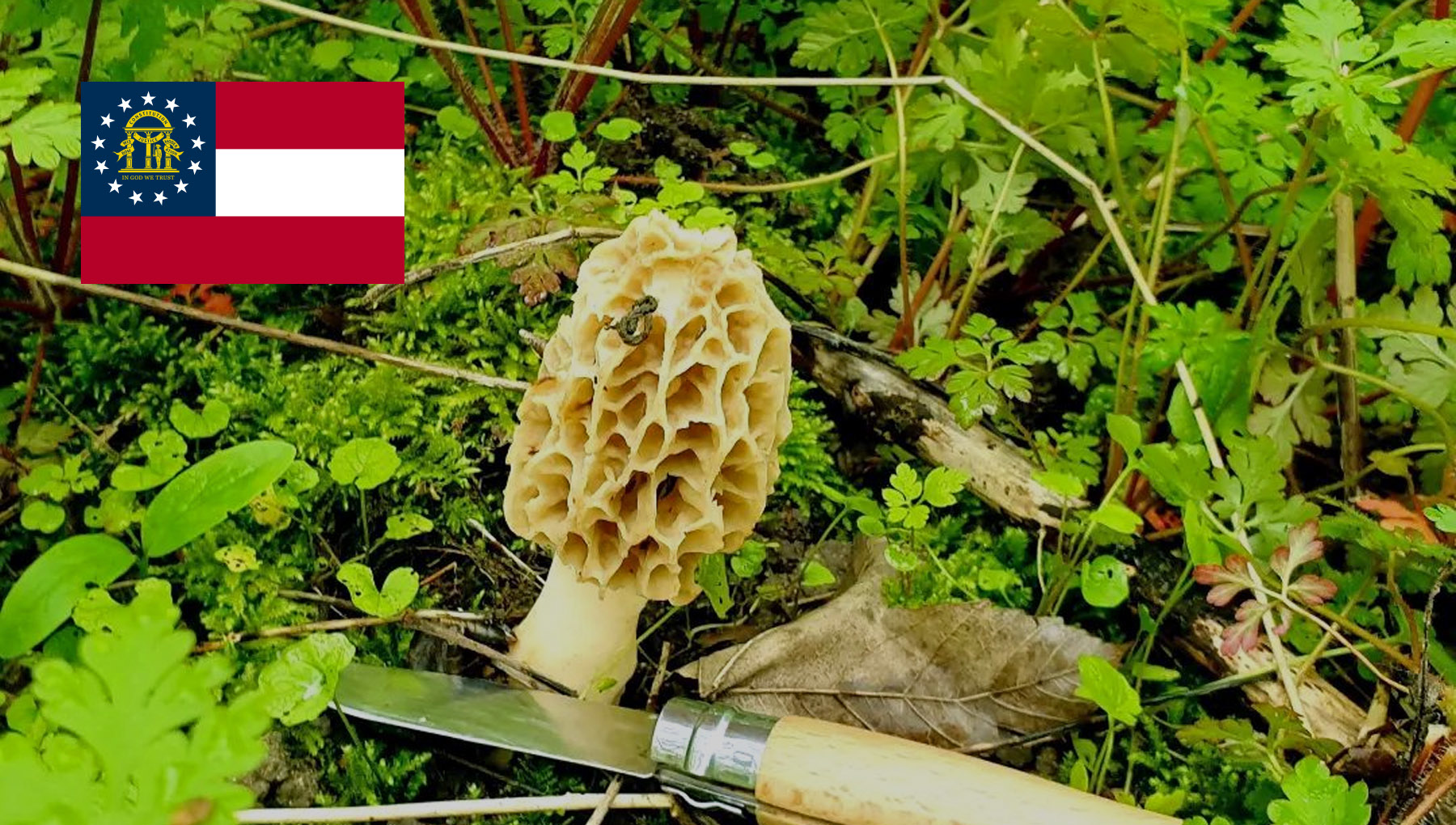 Mushroom Season - Georgia - MushroomStalkers