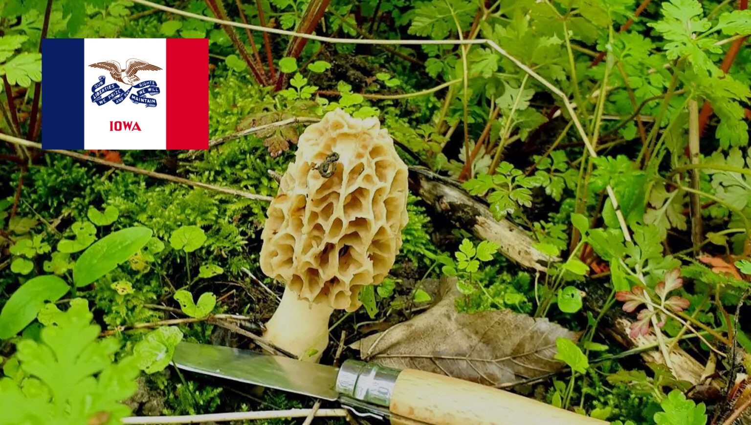 Mushroom Season - Iowa - MushroomStalkers
