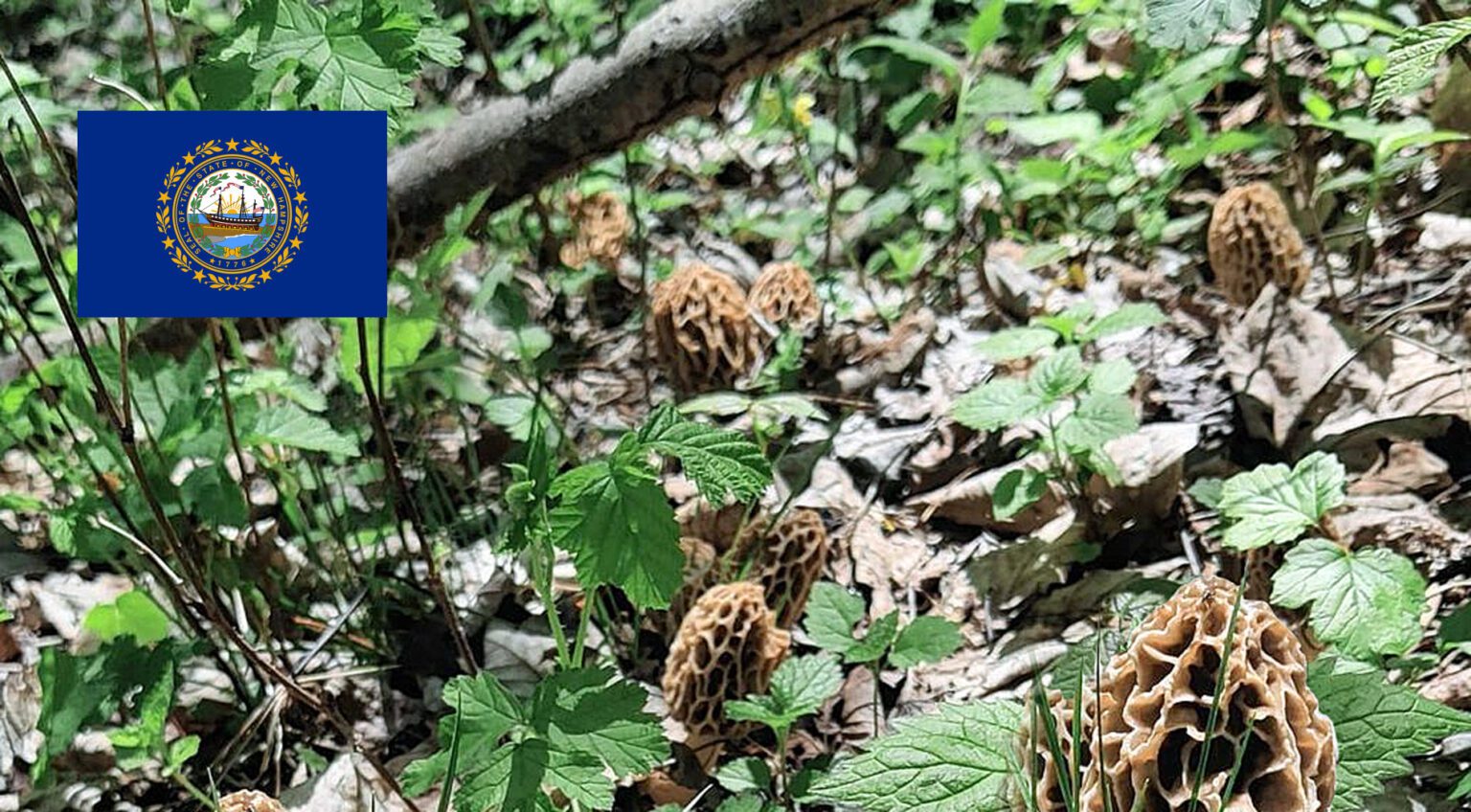 New Hampshire Mushroom Guide - MushroomStalkers