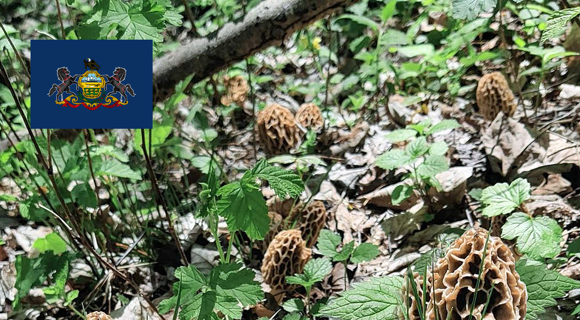 Pennsylvania Mushroom Guide - MushroomStalkers