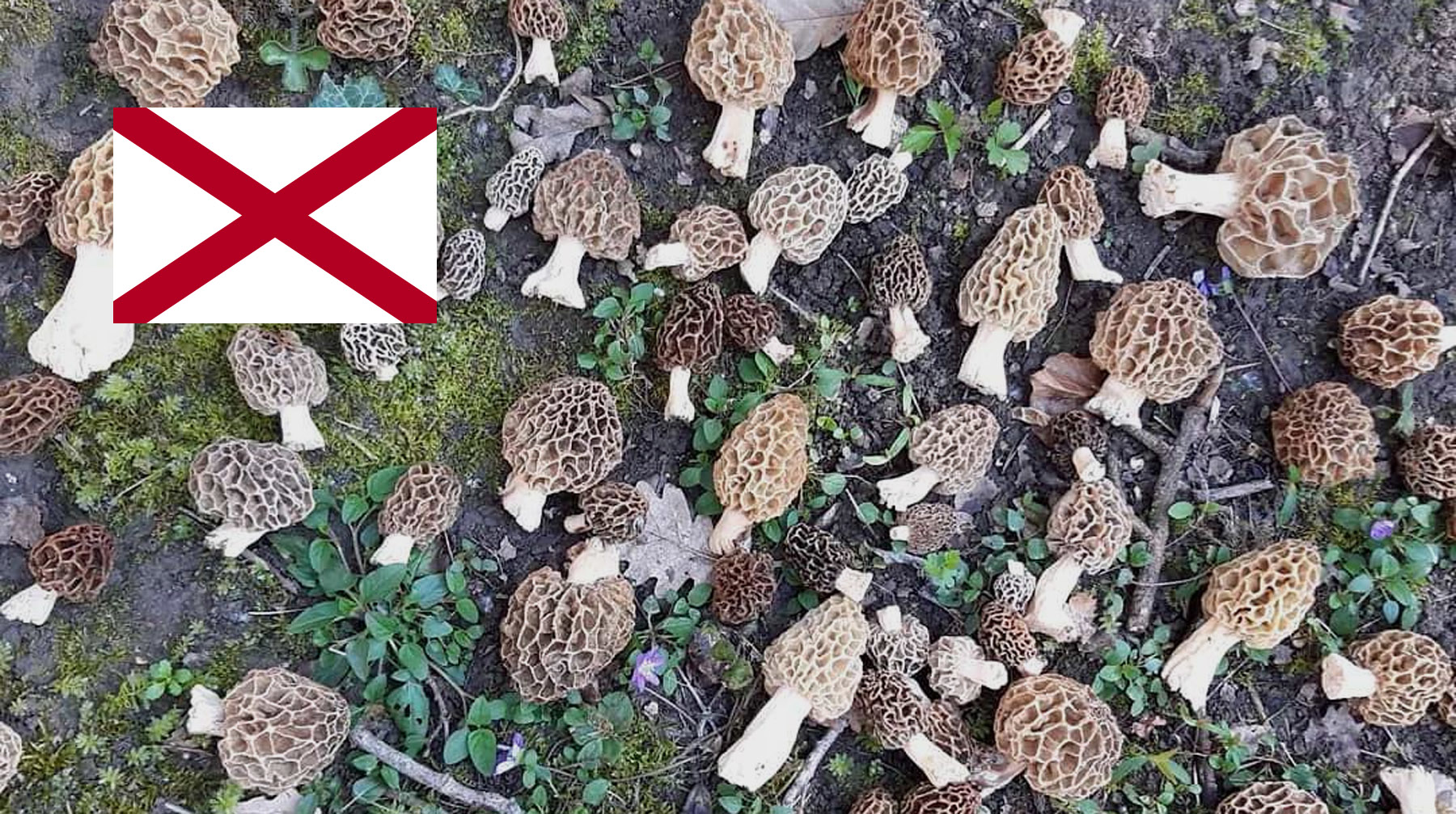 Where To Find Mushrooms In Alabama - MushroomStalkers