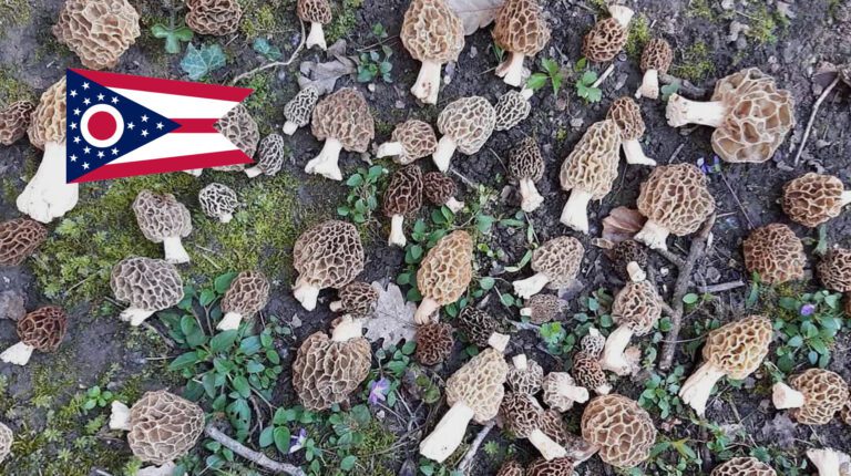 Where To Find Mushrooms In Ohio - MushroomStalkers
