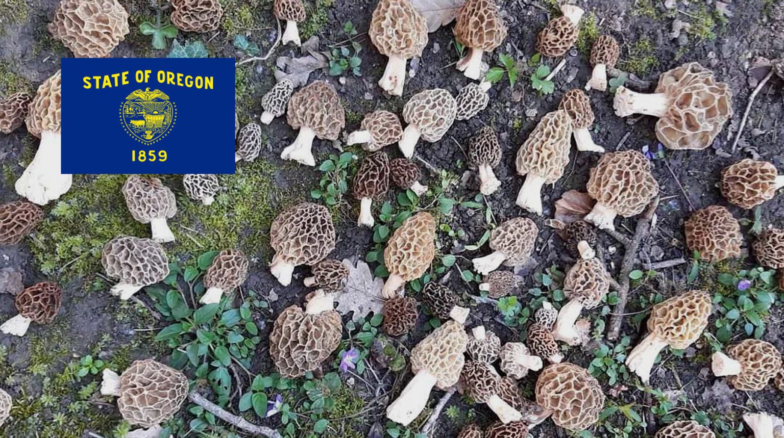 Where To Find Mushrooms In Oregon - MushroomStalkers