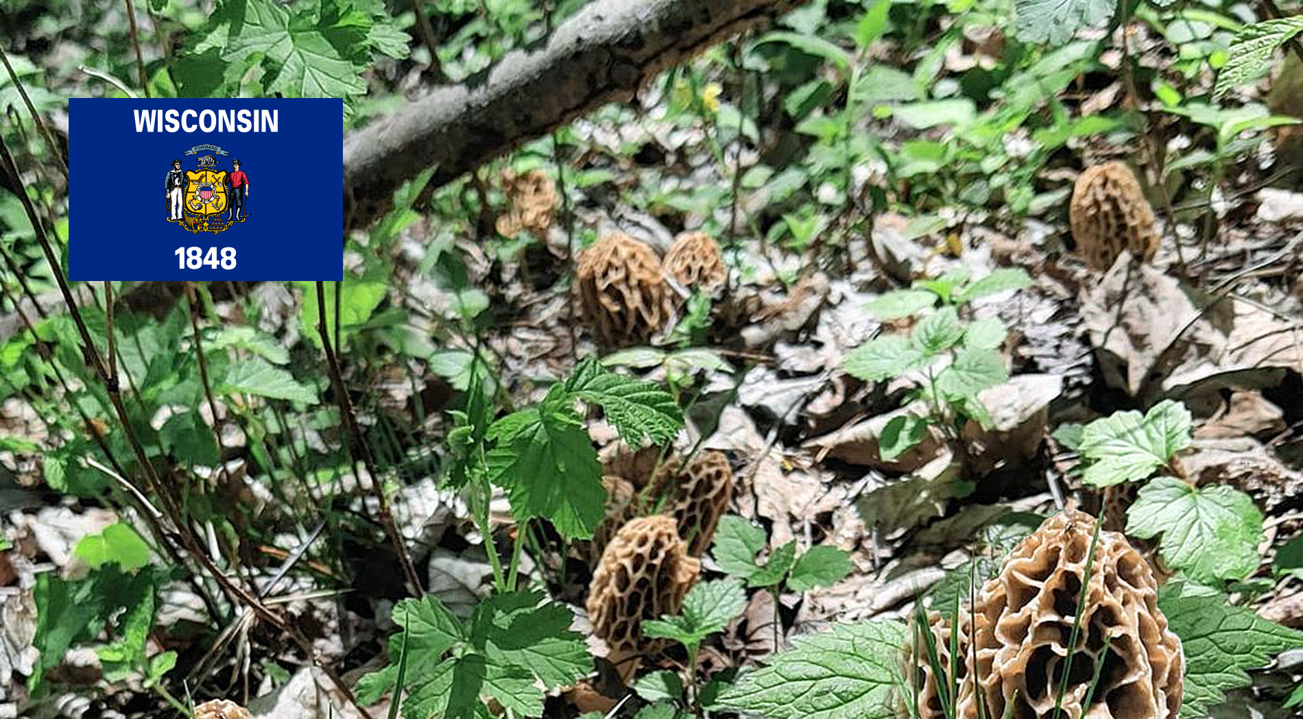 Wisconsin Mushroom Guide - MushroomStalkers