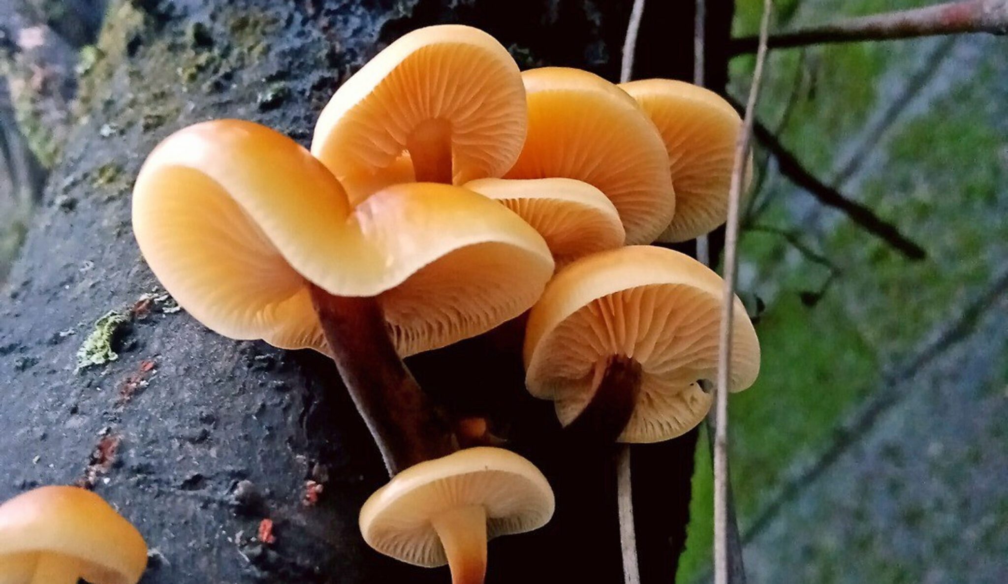 What Trees Do Enoki Grow On? - MushroomStalkers